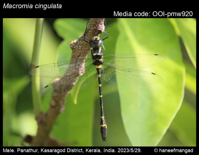 Macromia cingulata Rambur, 1842 - | Odonata